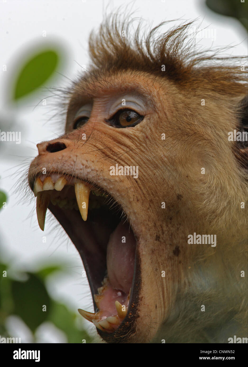 One tooth monkey hi-res stock photography and images - Alamy