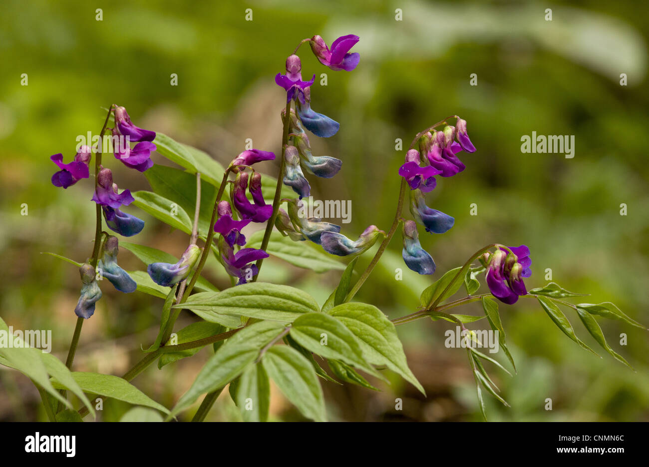 Verna bloom hi-res stock photography and images - Alamy