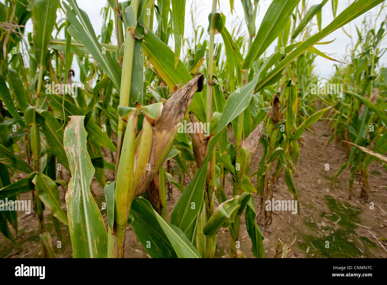 Stalks of corn in a field of corn crop Stock Photo - Alamy