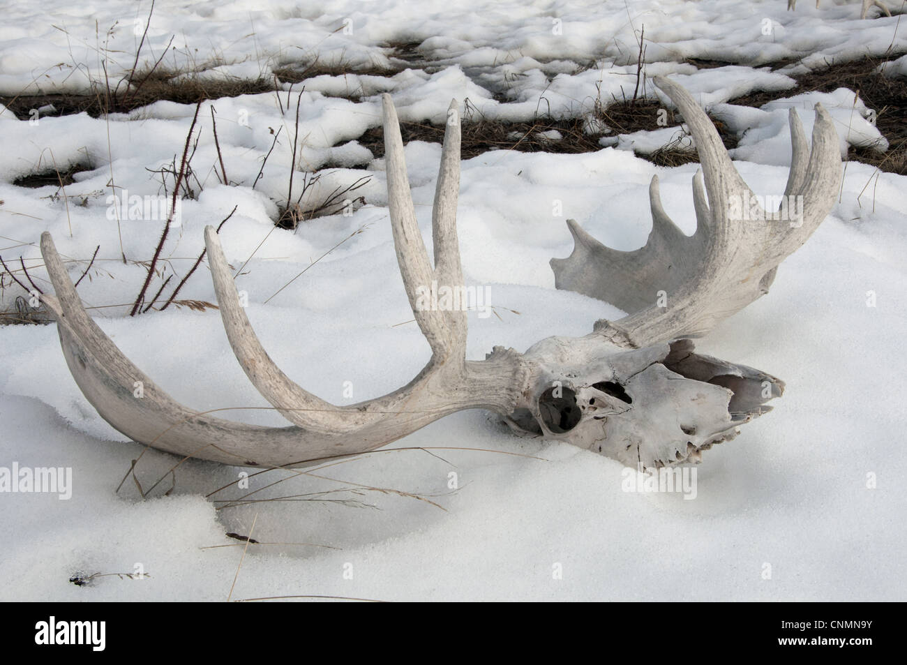 Moose bones hi-res stock photography and images - Alamy