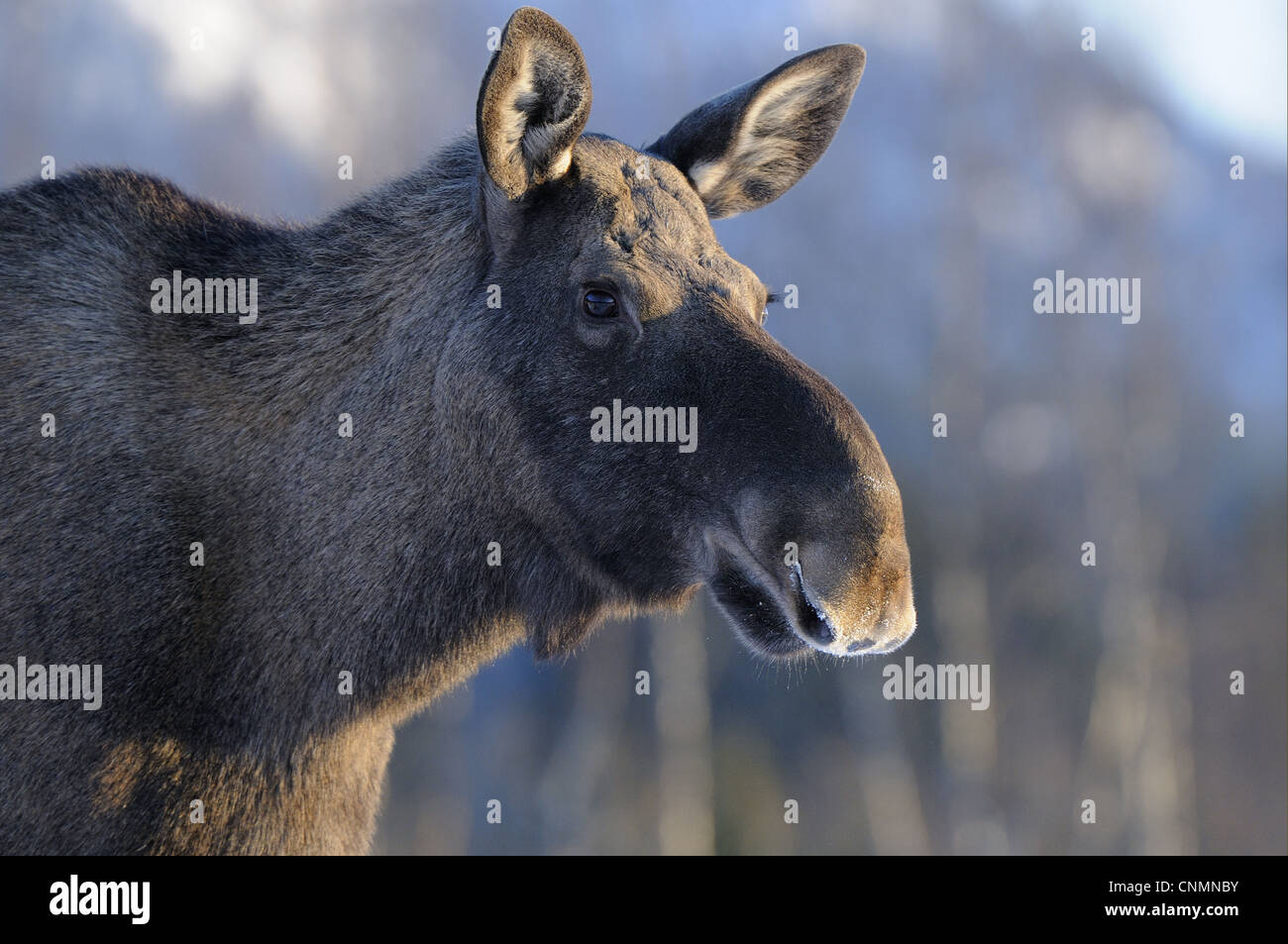 European Moose (Alces alces alces) adult, close-up of head, Norway ...