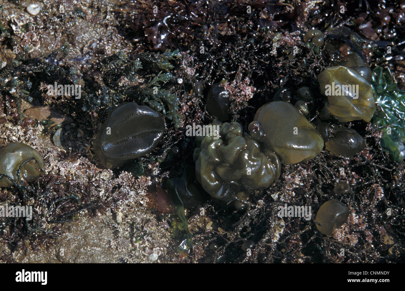 Seaweeds - Oyster Thief (Colpomenia peregrina with corallina & other ...