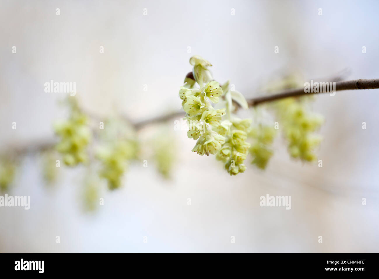 Corylopsis multiflora in flower Stock Photo - Alamy