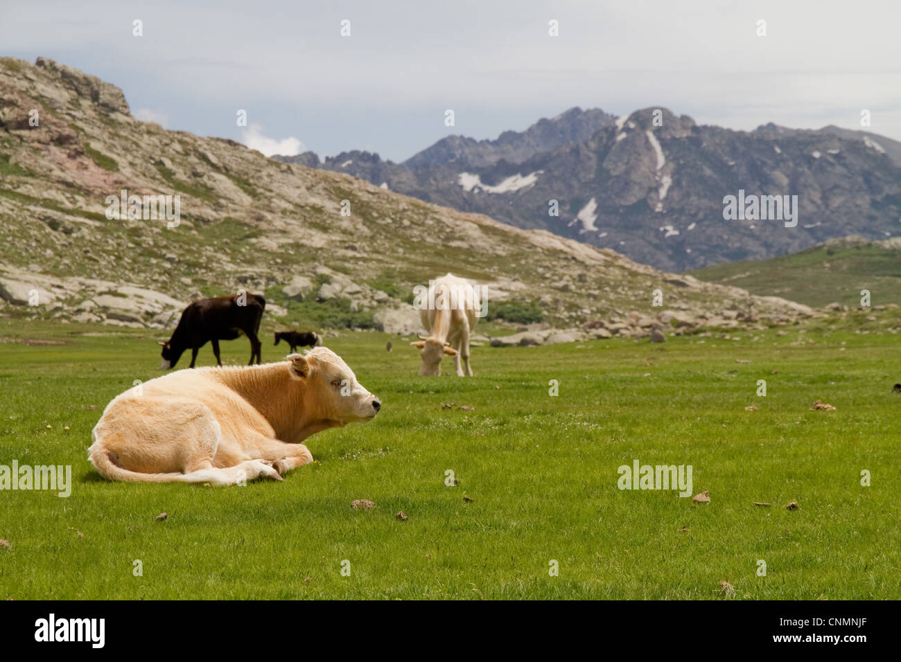 Corsican Cattle High Resolution Stock Photography and Images - Alamy