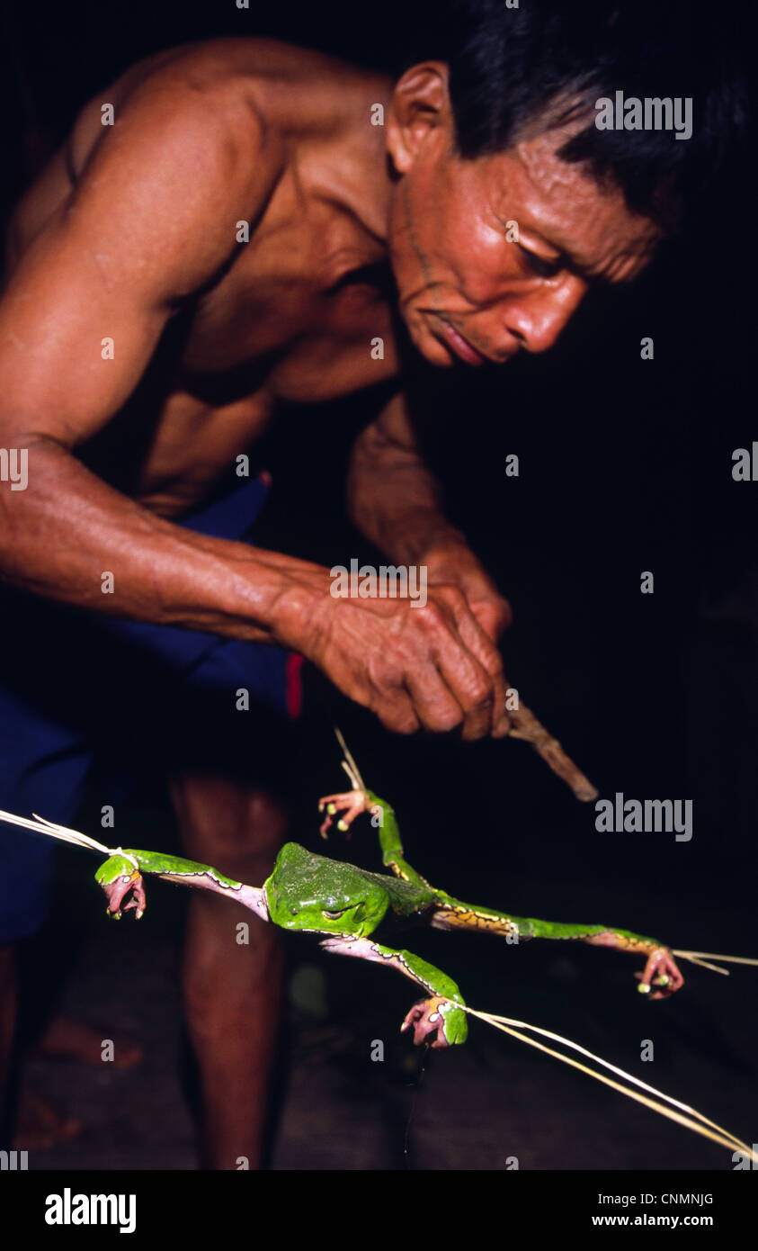 Matsés Indian man extracting "sapo" frog poison used as medicine and ...