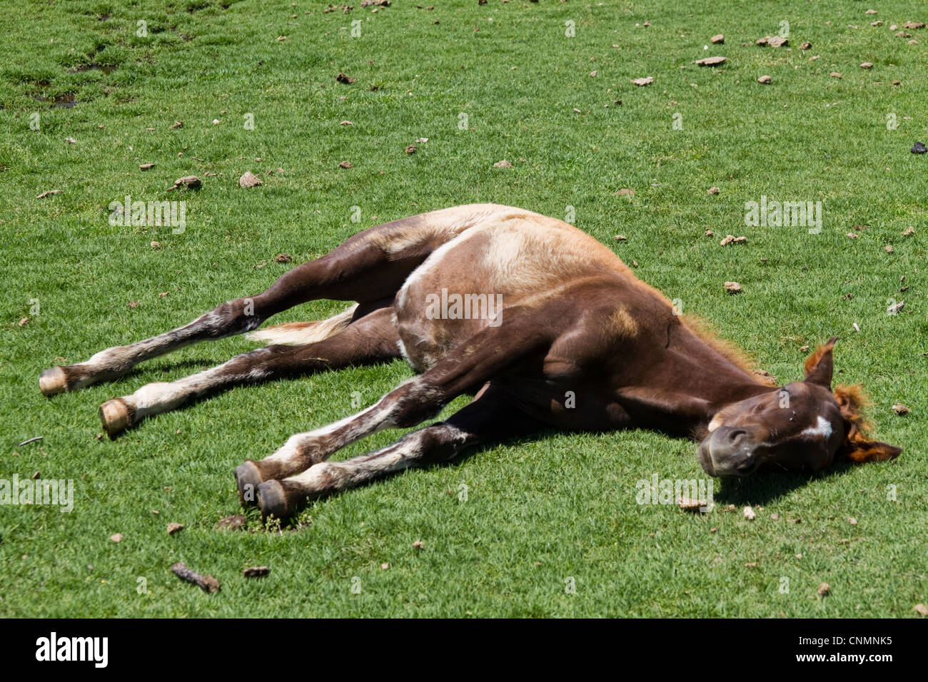 A horse resting on his side in the sun Stock Photo - Alamy
