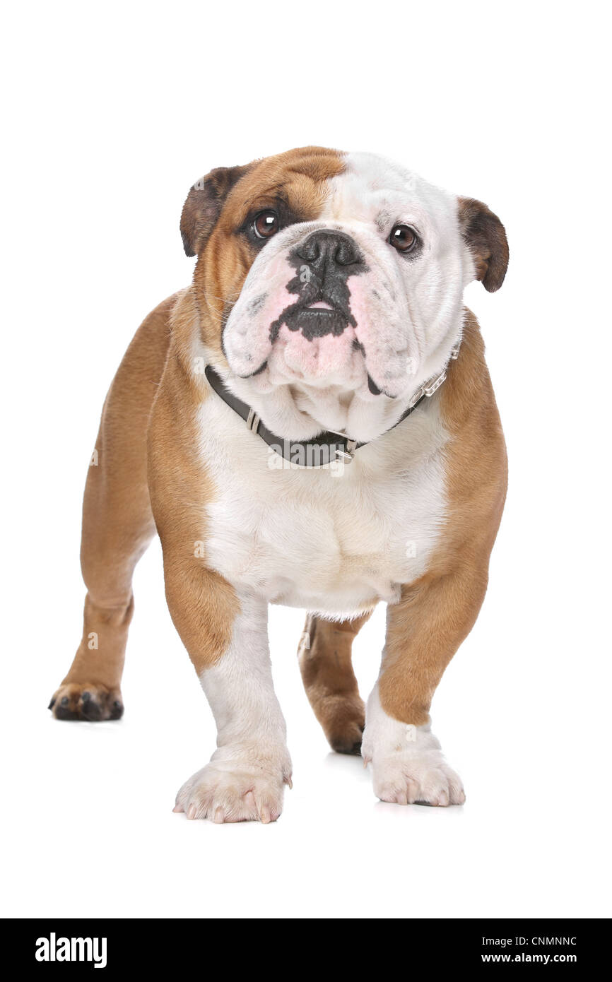English Bulldog in front of a white background Stock Photo - Alamy