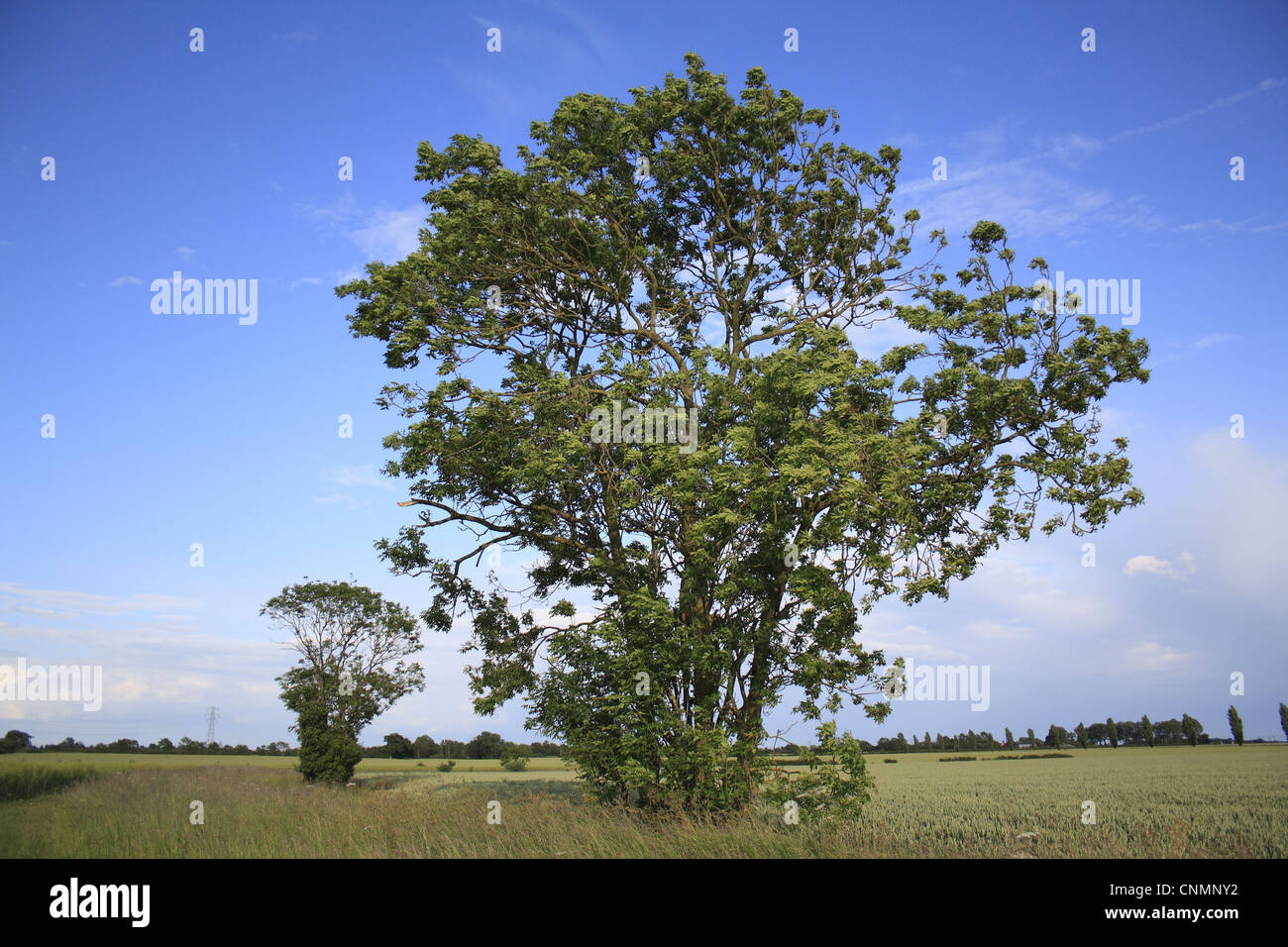 Common Ash (Fraxinus excelsior) habit, growing at edge of arable field ...