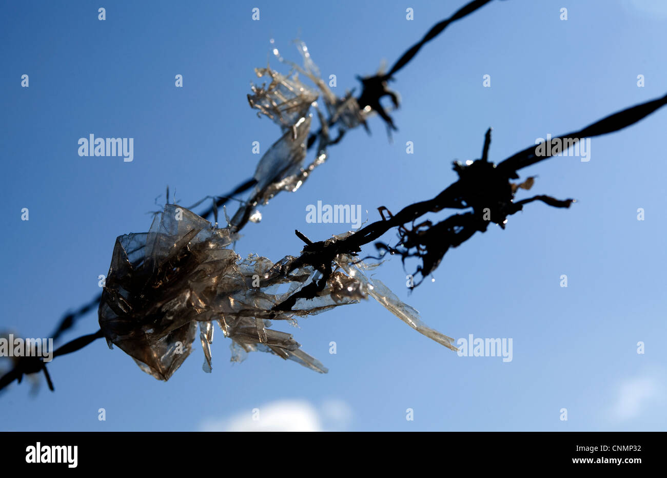 Barbed wire with plastic Stock Photo - Alamy