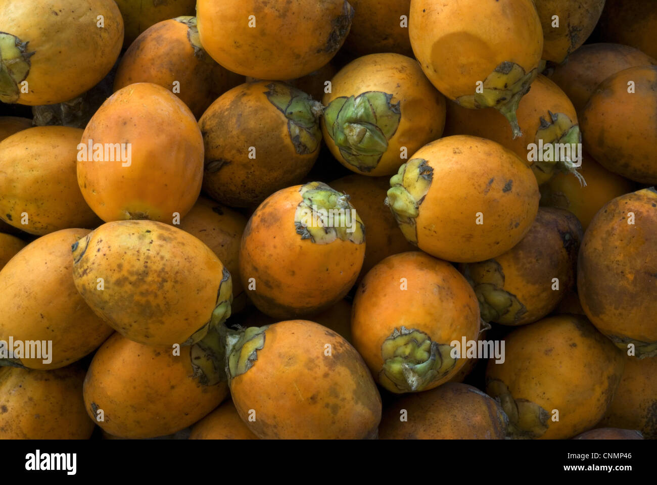 Betel Nut Palm (Areca catechu) harvested nuts, Trivandrum, Kerala ...