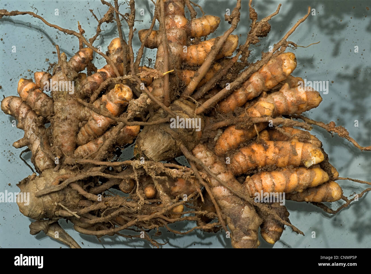 Turmeric Plant Root