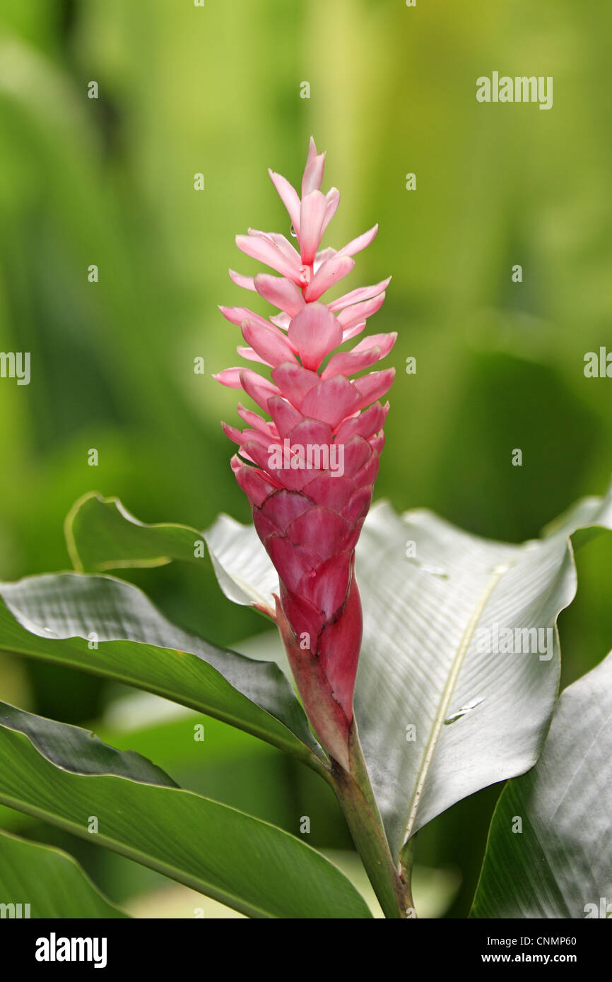 Turmeric (Curcuma longa) flowering, Kota Kinabalu, Sabah, Borneo ...