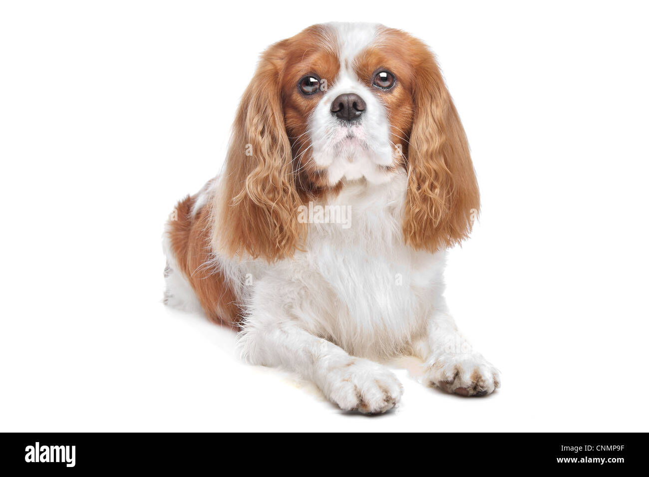 Cavalier king charles spaniel blenheim hi-res stock photography and ...