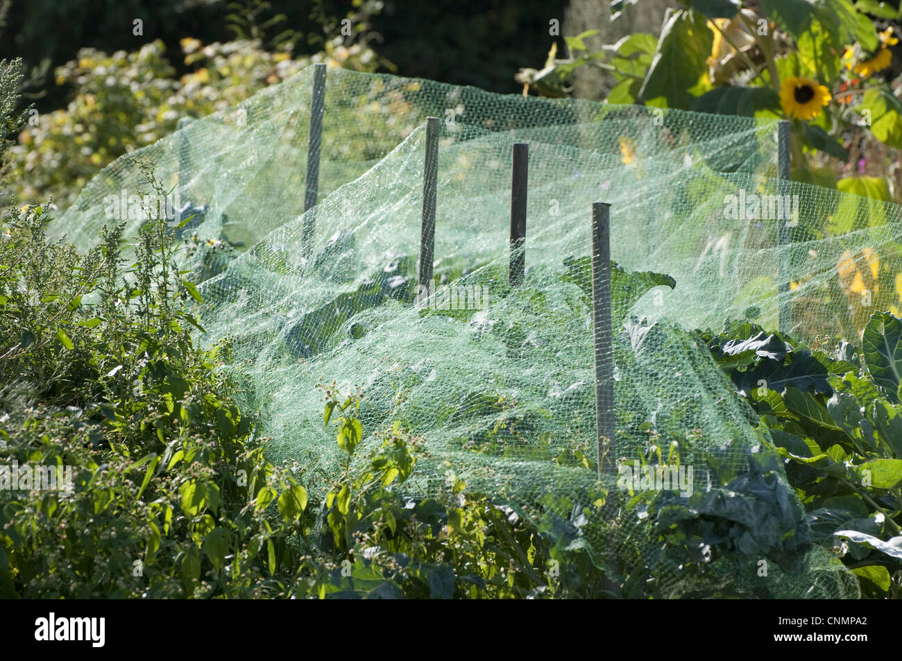 Protective netting vegetable garden hi-res stock photography and images ...