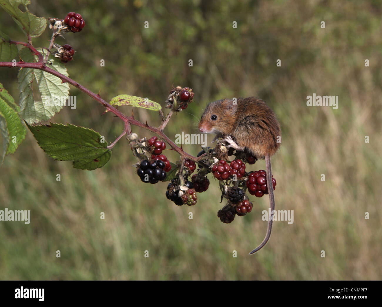 Harvest Mouse (Micromys minutus) adult, sitting on Bramble (Rubus ...