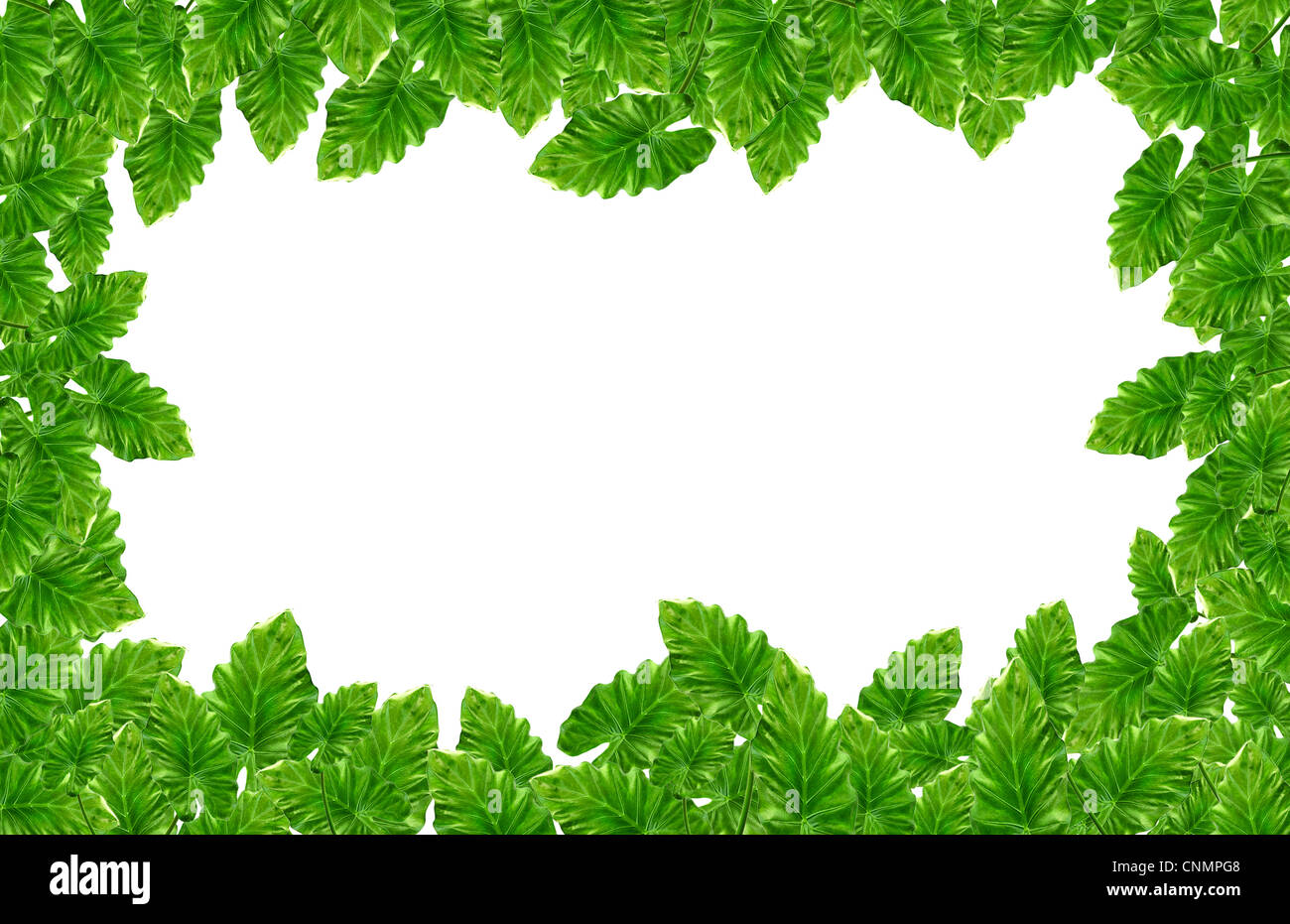 Leaf frame.Giant Taro plant leaves also known as:Alocasia machrorhiza ...