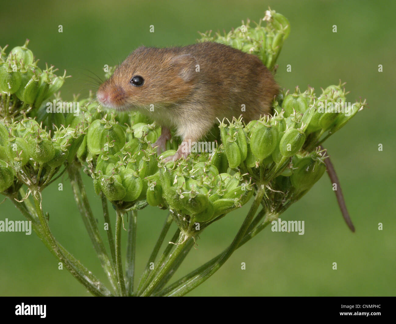 Harvest Mouse (Micromys minutus) adult, climbing on umbellifer seedhead ...