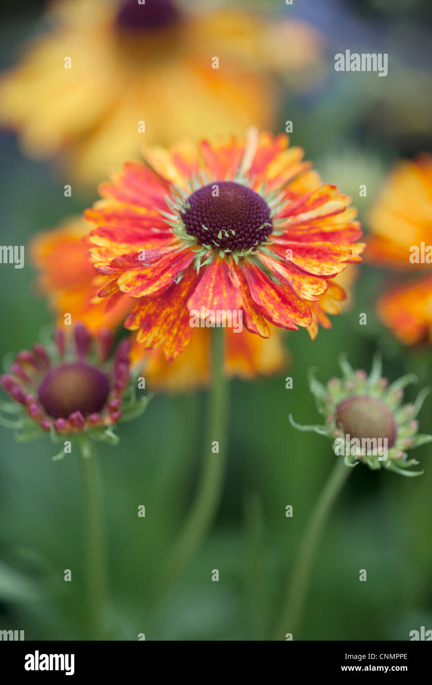 Helenium 'Ruby Tuesday' Stock Photo - Alamy