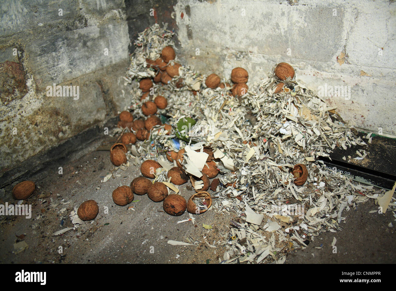 Wood Mouse Apodemus sylvaticus food cache Common Walnut Juglans regia ...