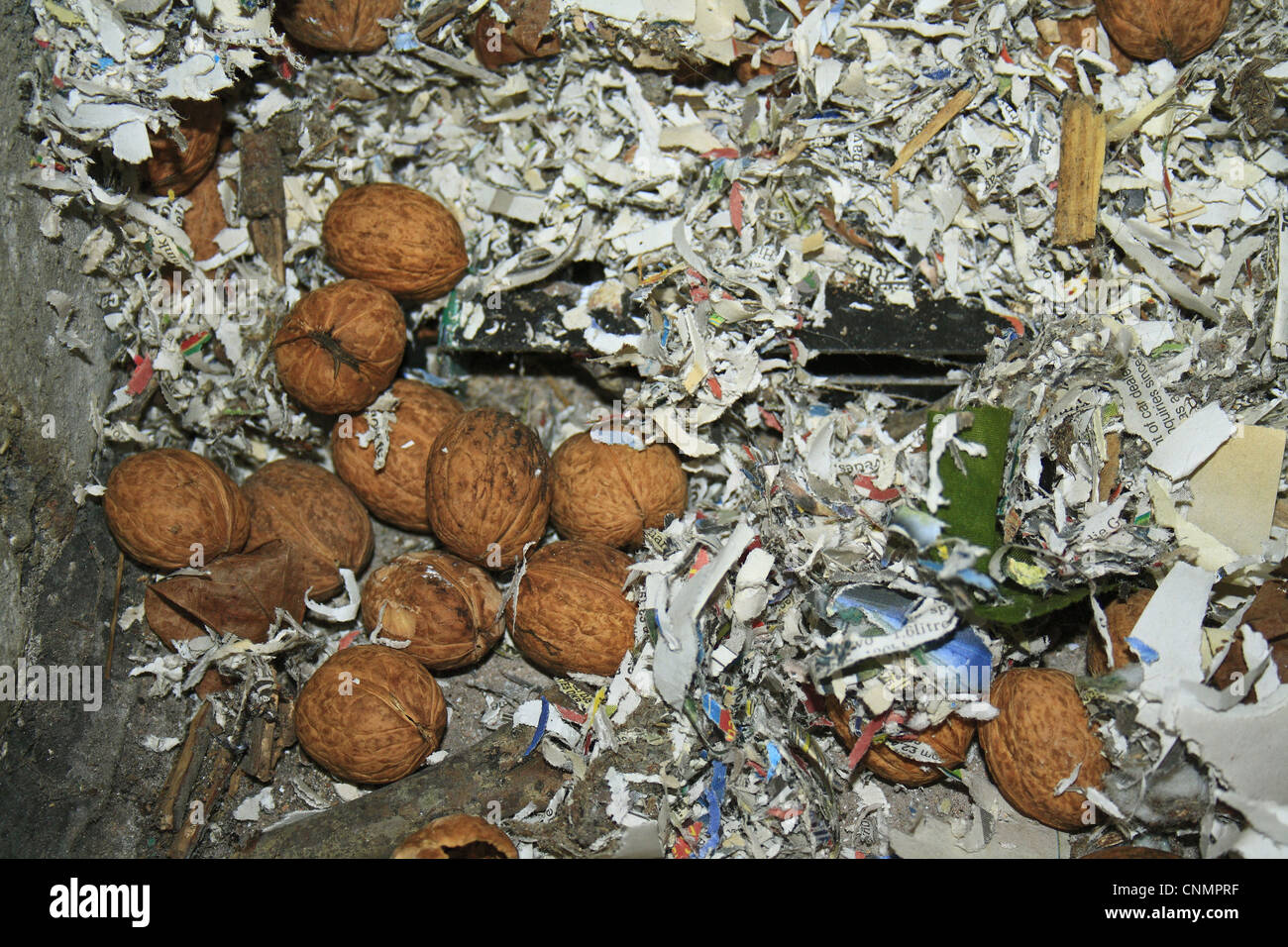 Wood Mouse Apodemus sylvaticus food cache Common Walnut Juglans regia ...