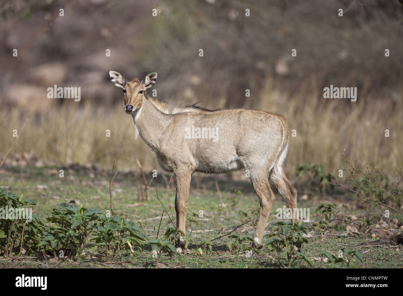 Nilgai (Boselaphus tragocamelus) immature male, standing, Ranthambore N ...