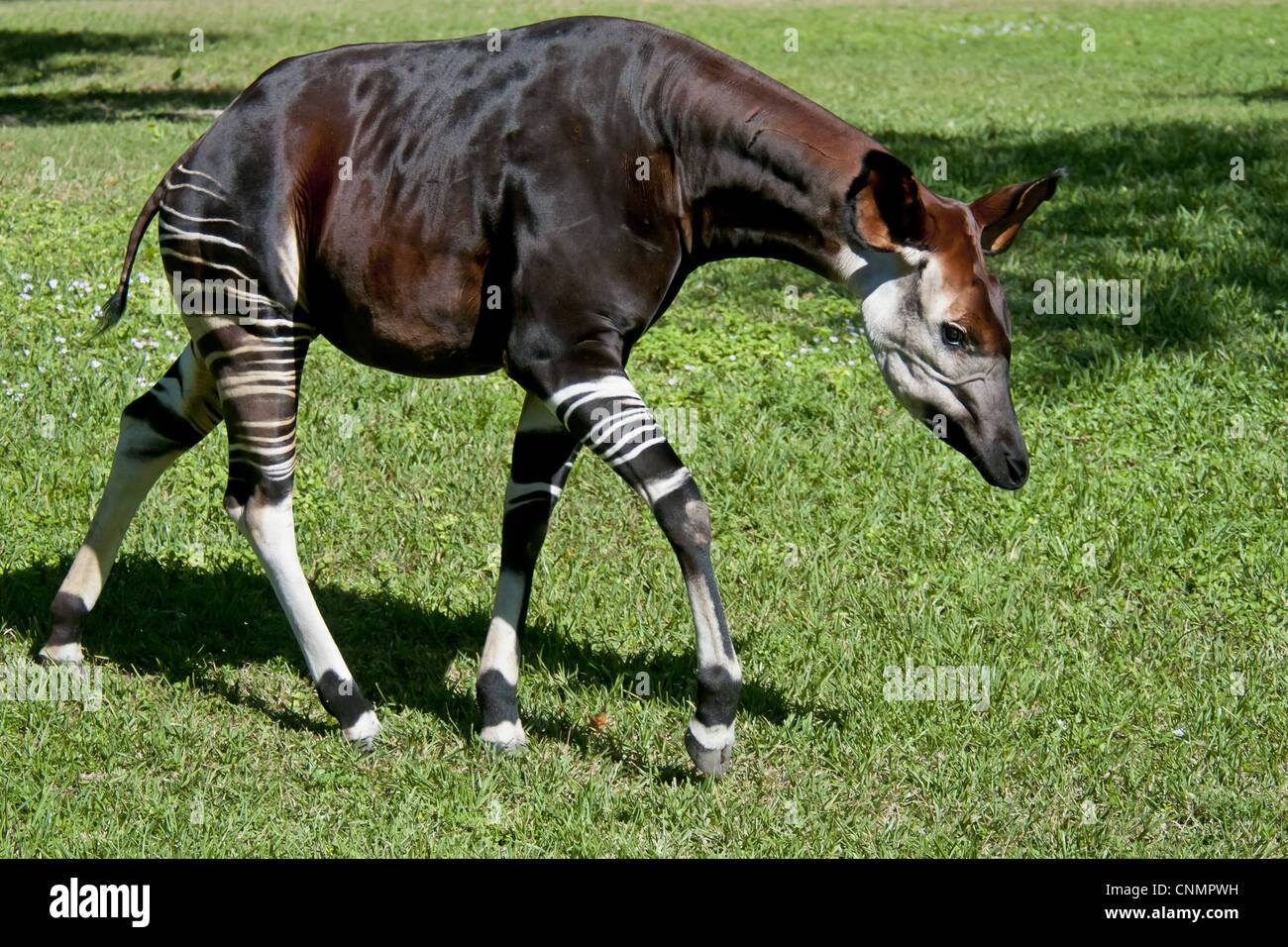 Okapi (Okapia johnstoni) adult, walking (captive Stock Photo - Alamy
