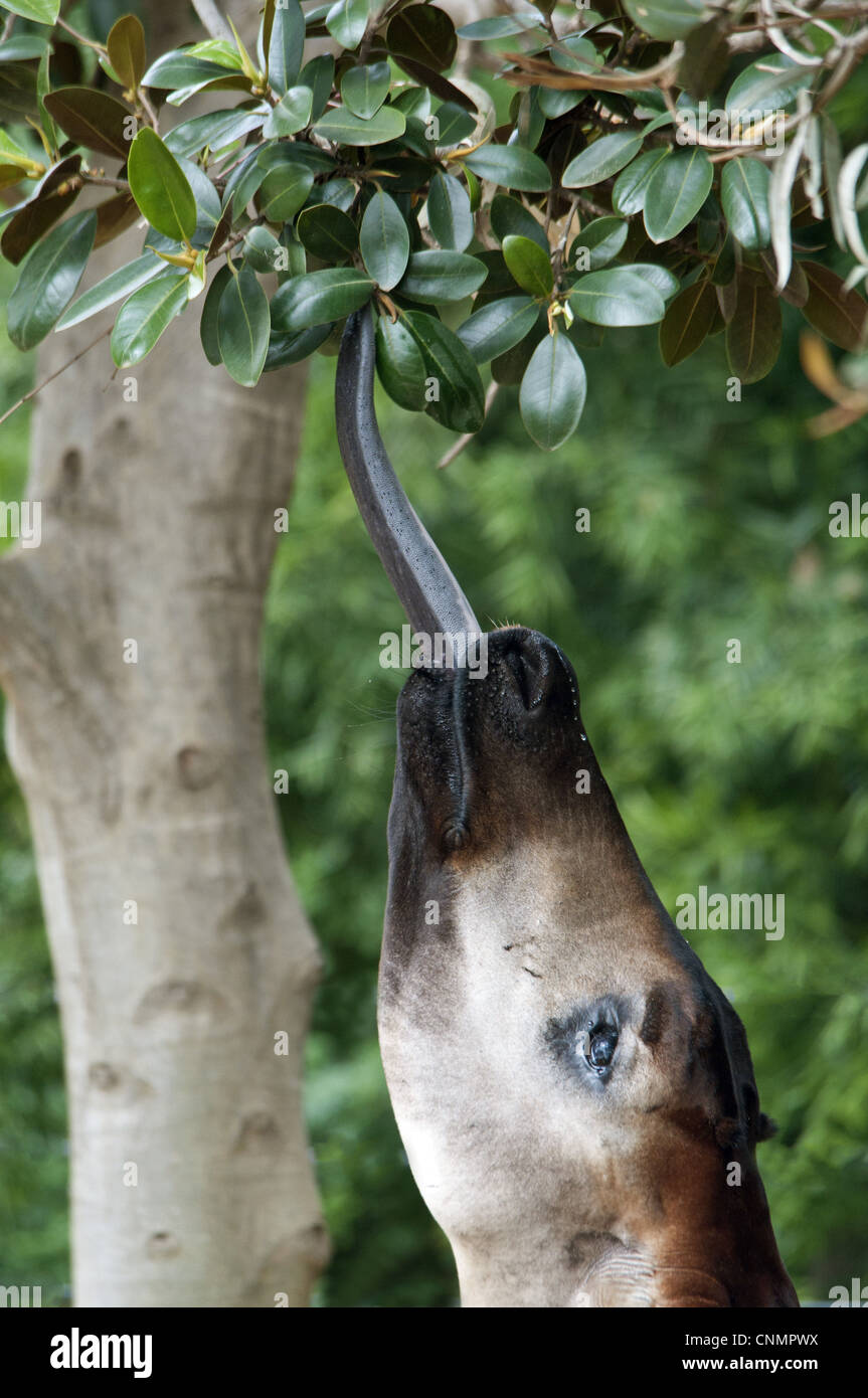 Okapi (Okapia johnstoni) adult, close-up of head, feeding with tongue ...