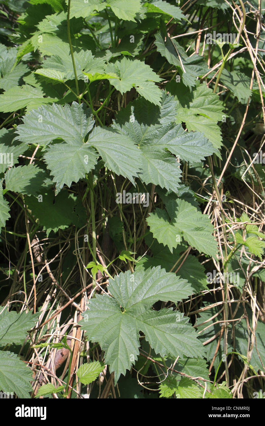 Wild hop leaves hi-res stock photography and images - Alamy