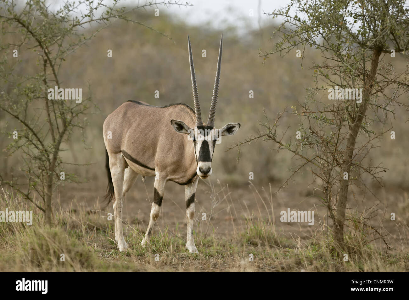 Beisa Oryx (Oryx beisa) adult, standing in dry savanna, Awash N.P ...