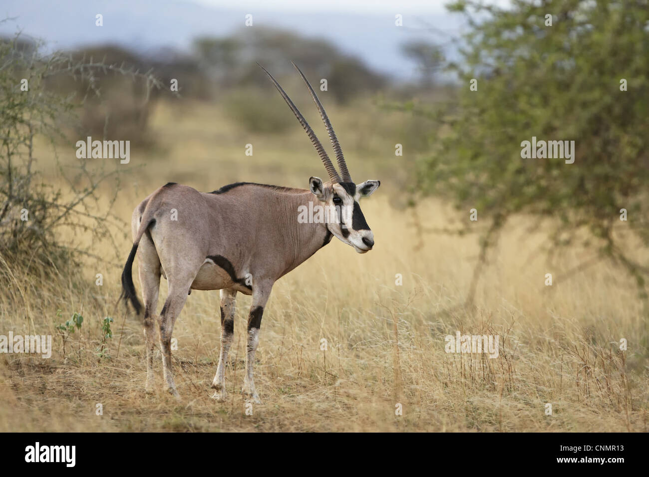 Beisa Oryx (Oryx beisa) adult, standing in dry savanna, Awash N.P ...
