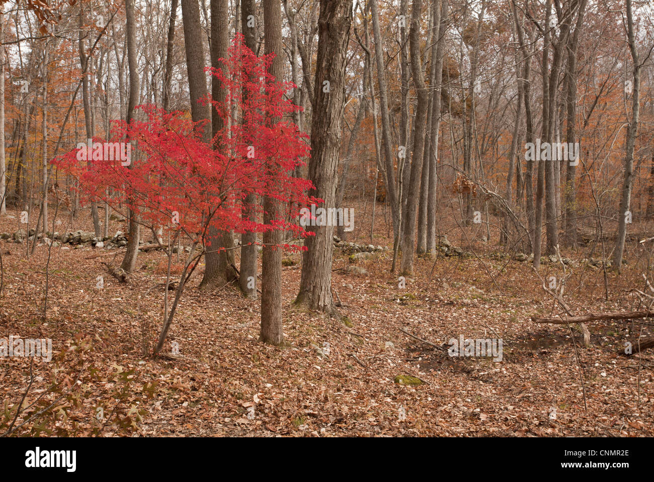 Winged Spindle Euonymus alatus introduced invasive species autumn ...