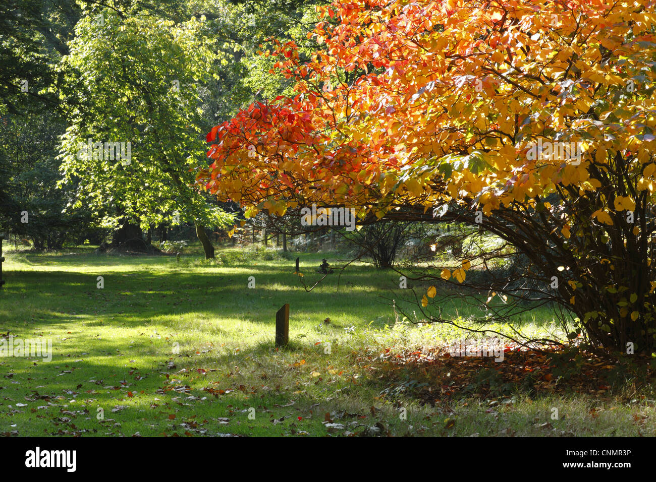 Large Fothergilla Fothergilla major habit leaves autumn colour Cyril ...