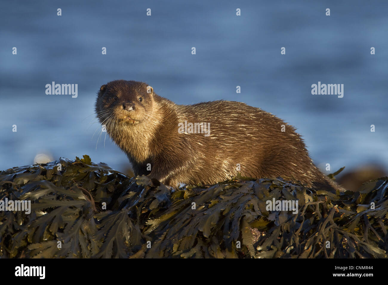 Otter lutra lutra december hi-res stock photography and images - Alamy