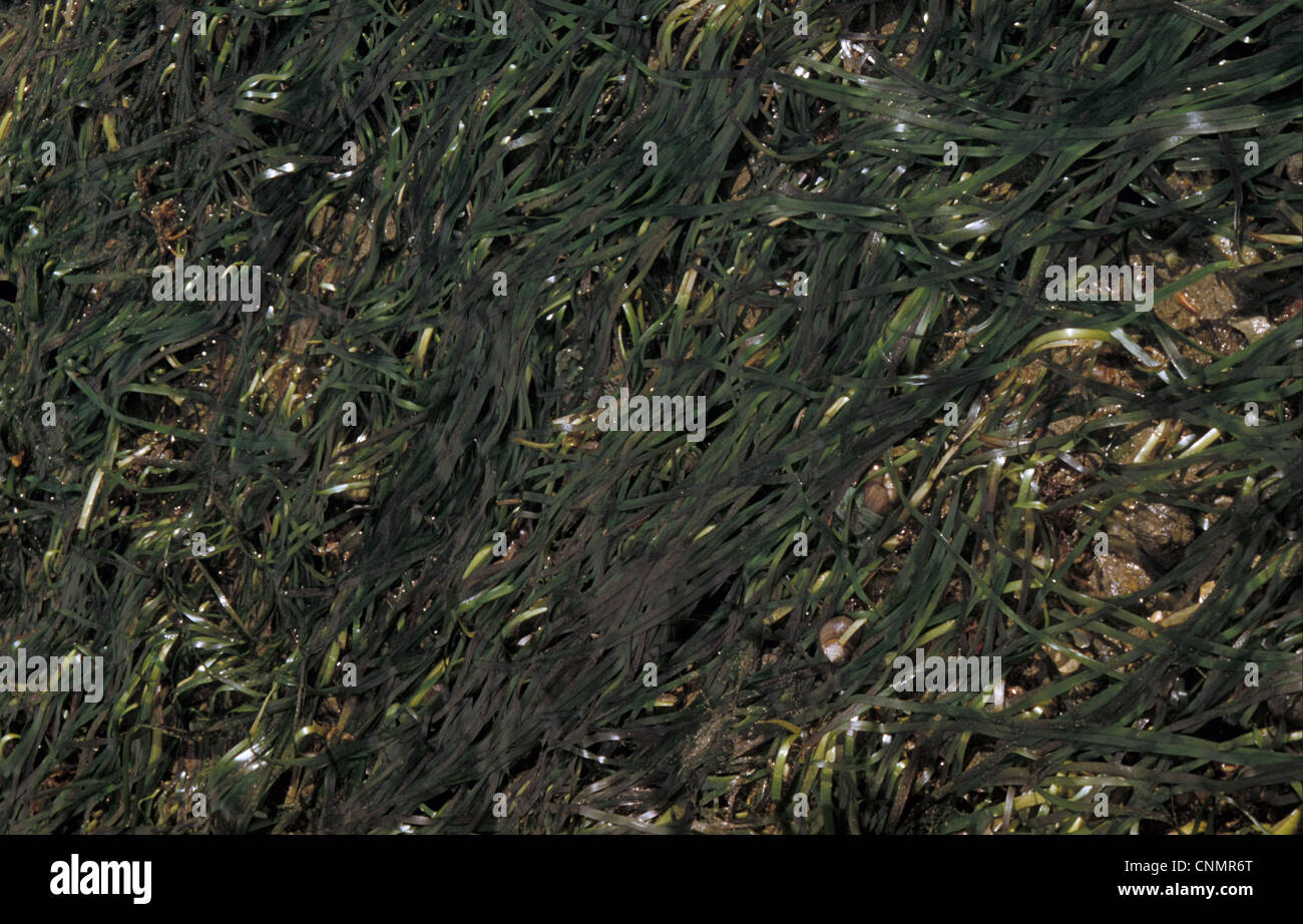EelGrass (Zostera marina) Growing on muddy sand / extreme low water ...
