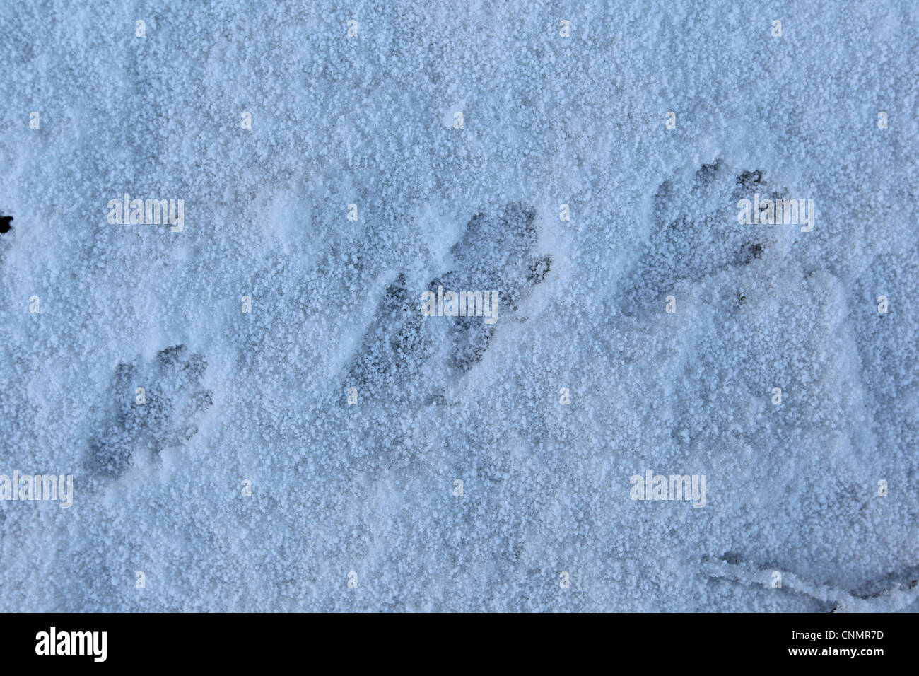 European Otter (Lutra lutra) footprints in snow, Strumpshaw Fen RSPB ...