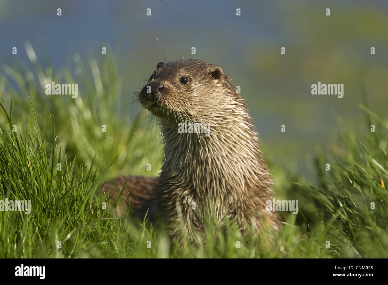 European Otter (Lutra lutra) adult female, standing on riverbank ...