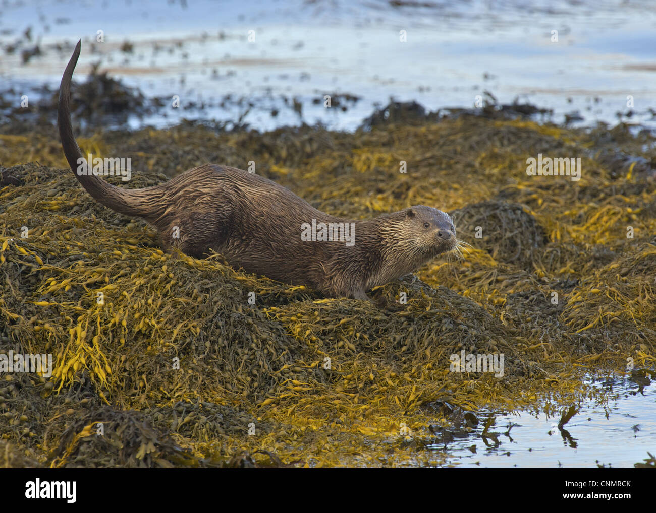 European Otter Lutra lutra adult standing on seaweed in coastal strait ...