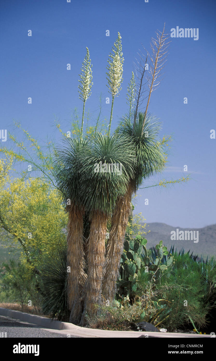 Yucca - Mojave (Yucca shidigera Stock Photo - Alamy