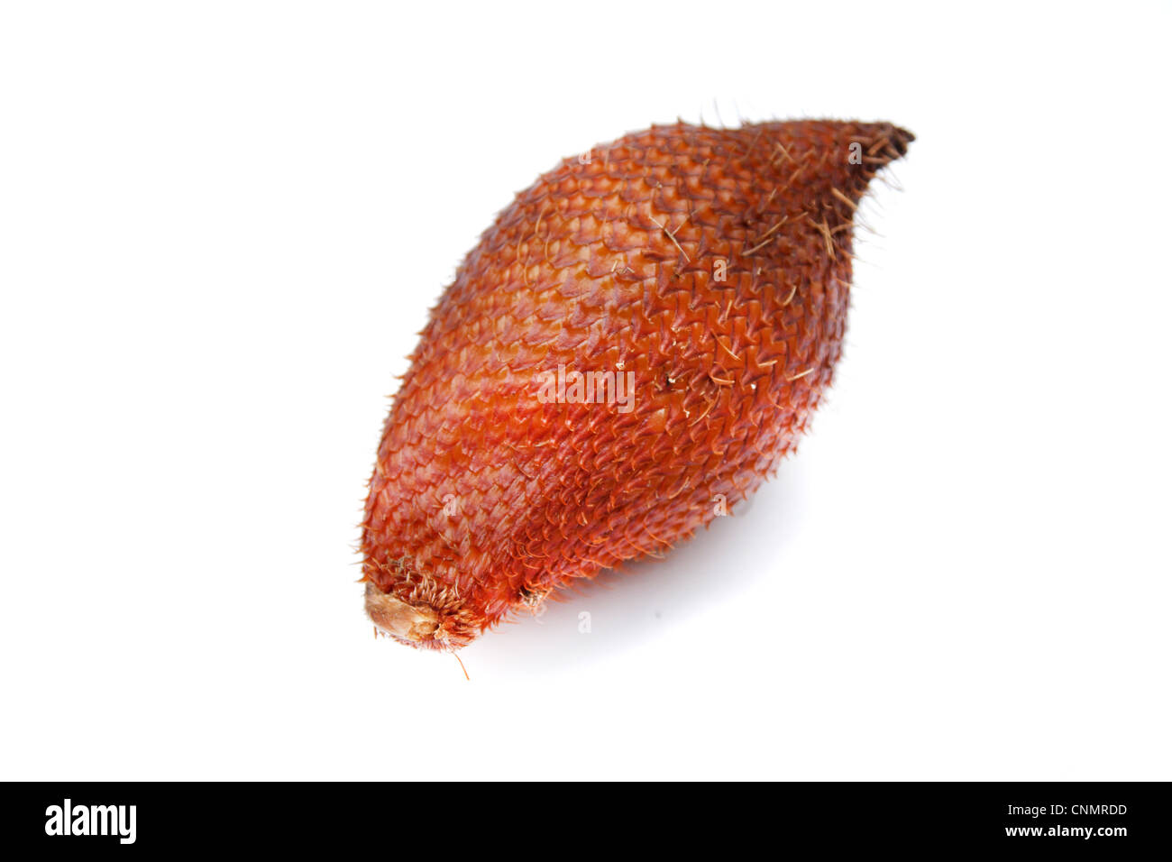 Rakum palm fruit , Zalacca fruit Stock Photo - Alamy