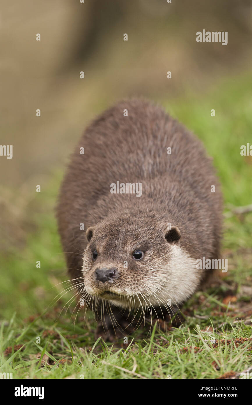 European Otter (Lutra lutra) adult, standing on grass bank, England ...