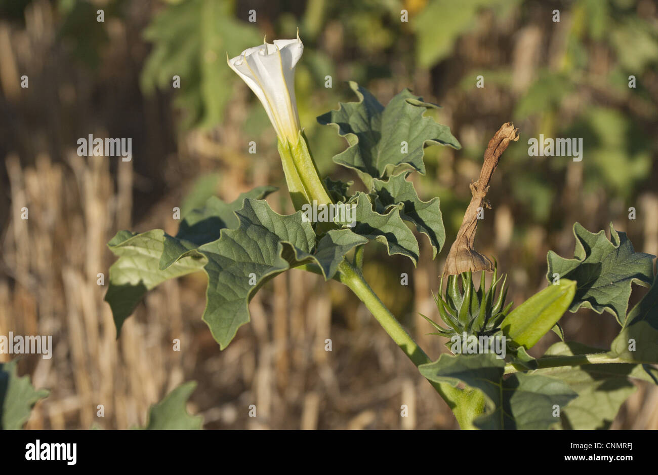 Thorn Apple Datura stramonium introduced species close-up flower ...