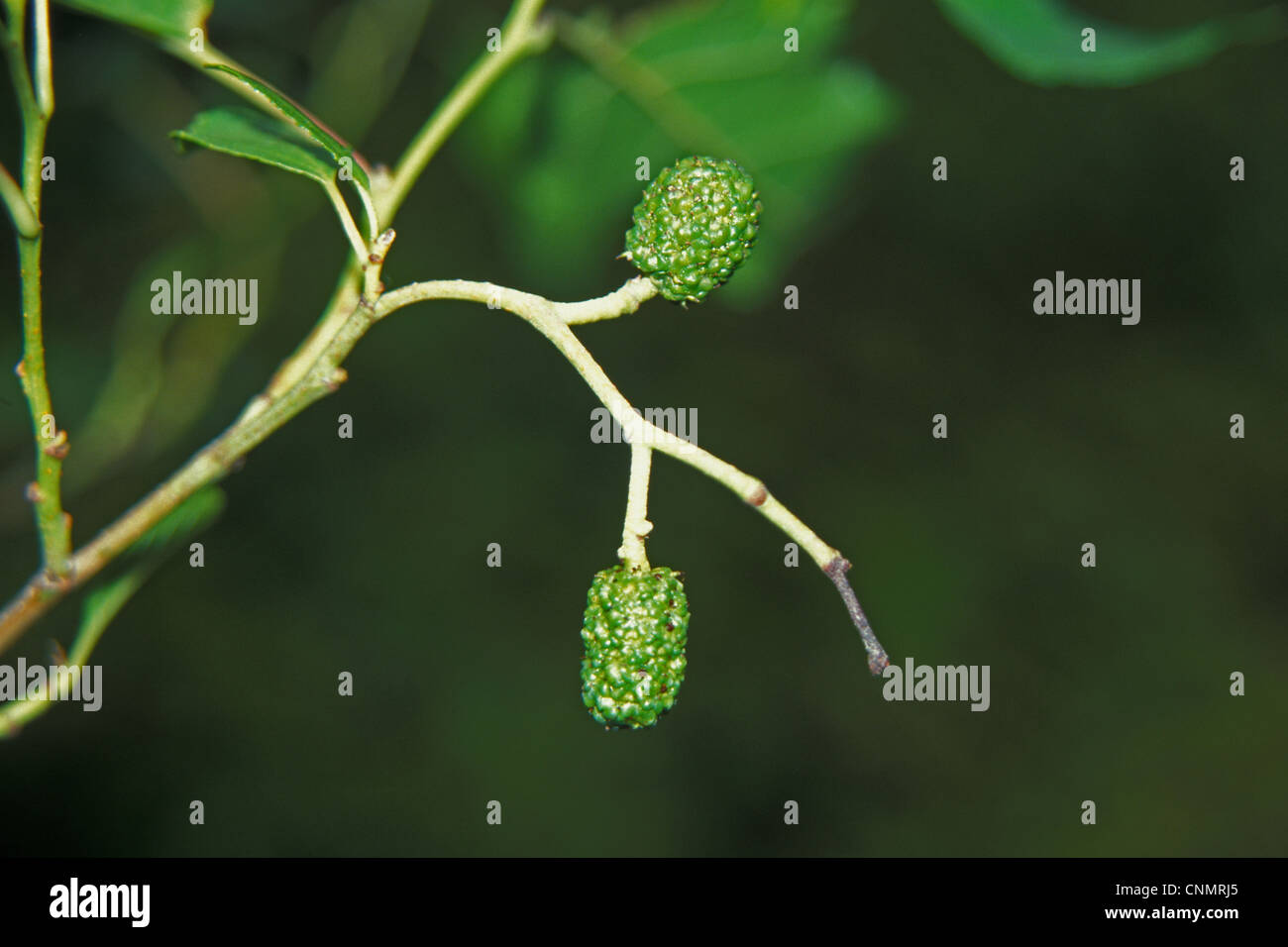 Alnus orientalis hi-res stock photography and images - Alamy