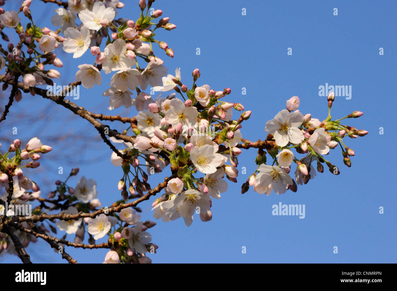 Prunus X Yedoensis High Resolution Stock Photography and Images - Alamy