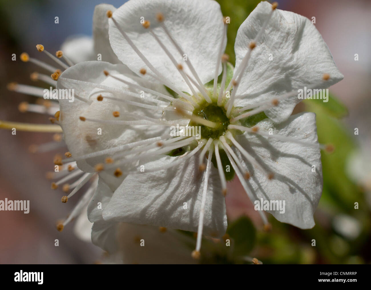 Plum flower dripping with nectar in a UK garden, April Stock Photo - Alamy
