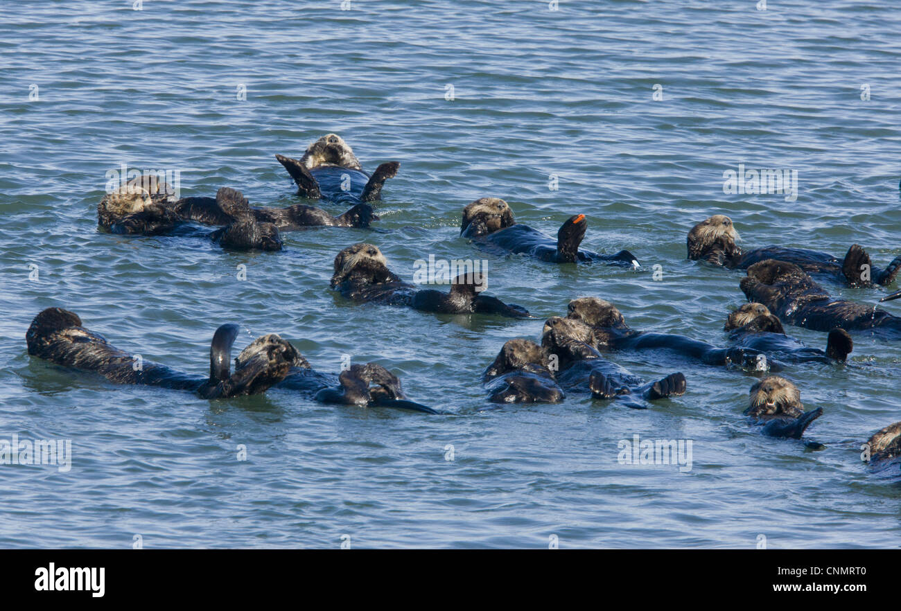Sea Otter (Enhydra lutris) group, resting at surface of sea, Pacific ...
