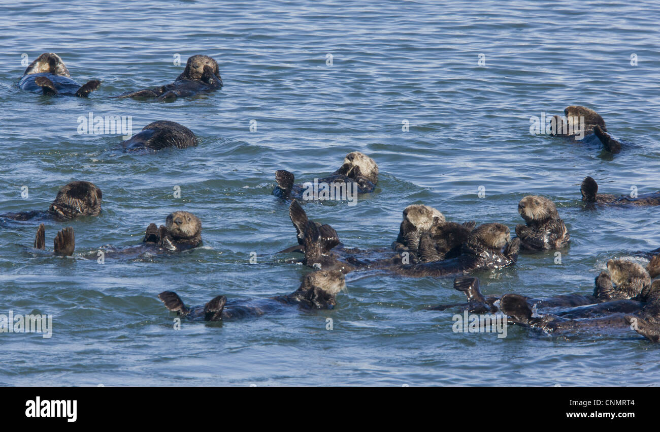 Sea Otter (Enhydra lutris) group, resting at surface of sea, Pacific ...