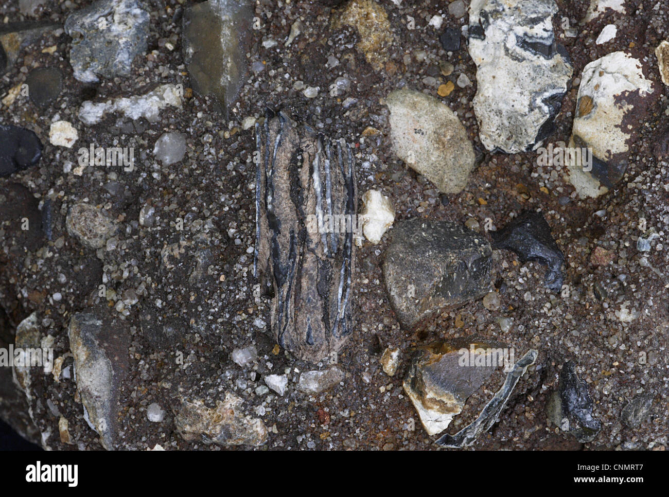 Fossilized beaver tooth embedded in 'Eccles concrete' river deposits in ...