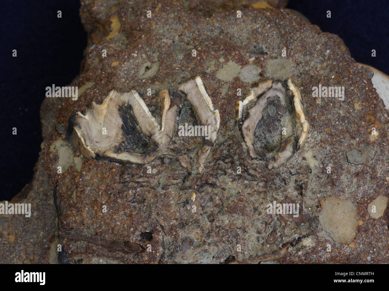 Fossilized deer teeth embeded in 'Eccles concrete' river deposits from ...