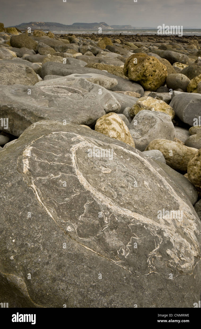 Ammonite fossils exposed in rock on beach, near Lyme Regis, Jurassic ...