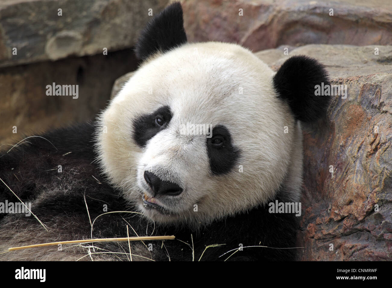 Giant Panda (Ailuropoda melanoleuca) adult, close-up of head, resting on rock, Adelaide Zoo ...